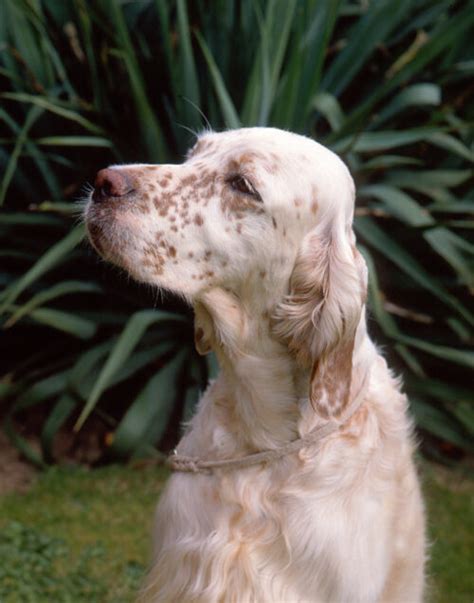 New Dna Testing Schemes For The English Setter Bsava