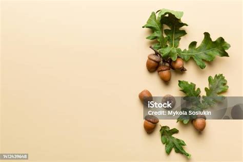색깔이있는 배경에 녹색 참나무 잎과 도토리가있는 가지 상단 뷰를 닫습니다 경관에 대한 스톡 사진 및 기타 이미지 경관 도토리 웃옷 Istock