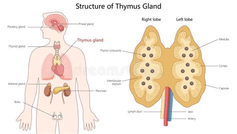 Structure And Function Of The Thymus Gland Medical Stock Vector