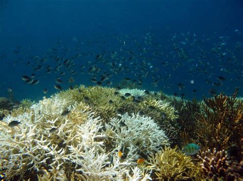 Climate Risk Index Shows Threats To 90 Of The World S Marine Species