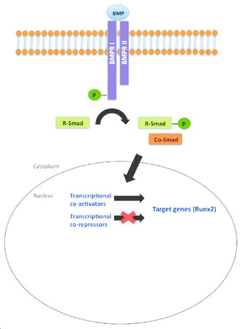 Bmp Signaling Activation Of Bmpr I And Ii By Bmp Initiates A
