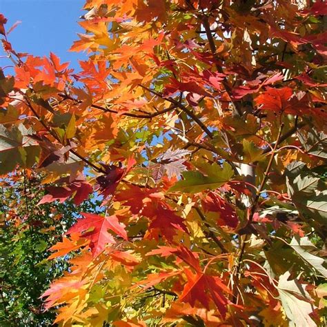 Acer X Freemanii Celzam Celebration Kiefer Nursery Trees Shrubs Perennials