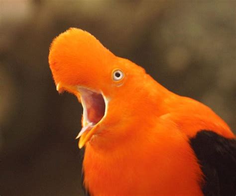 Gallito De Las Rocas Información Completa Sobre El Rupicola Peruvianus