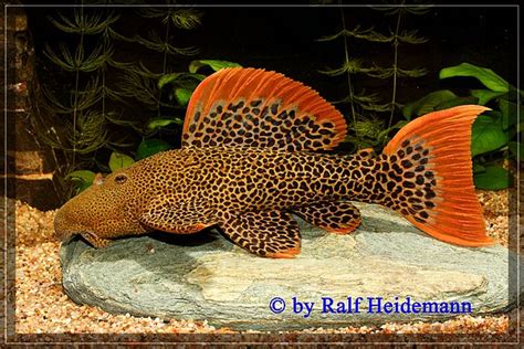 Pseudacanthicus Alchetron The Free Social Encyclopedia