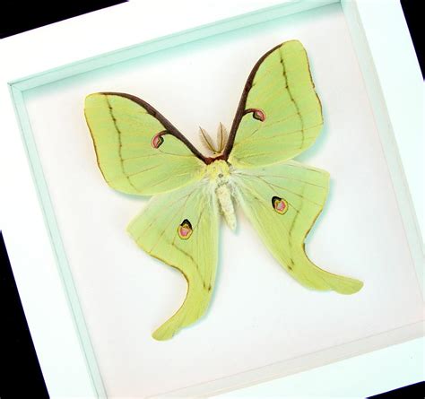 Actias Luna Male Luna Moth Vibrant White Display