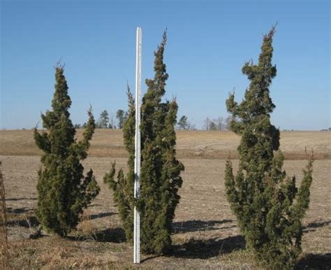 Robusta Green Juniper Juniperus Chinensis Robusta Green From Taylors