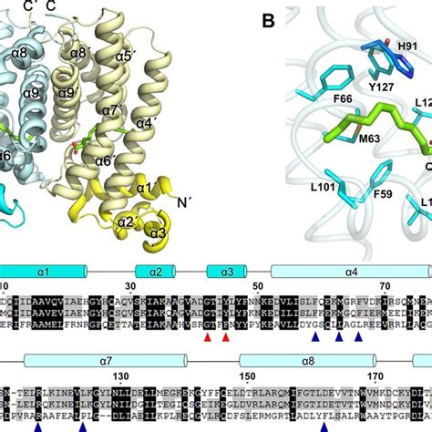 Overall Structure Of Bacillus Halodurans Fadr A Cartoon