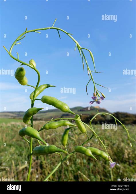 Fodder Radish Raphanus Sativus Oleiformis With Flowers And Seed Pods