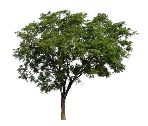 Imágenes de Árbol de mezquite fotos de Árbol de mezquite sin royalties