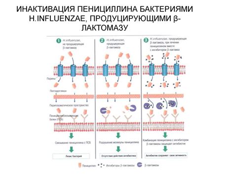Antibiotic Desensitization Protocol