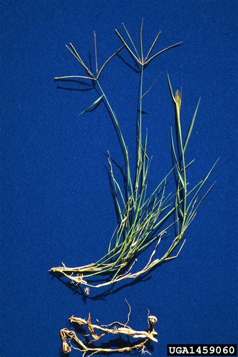 Bermudagrass Cynodon Dactylon Cyperales Poaceae