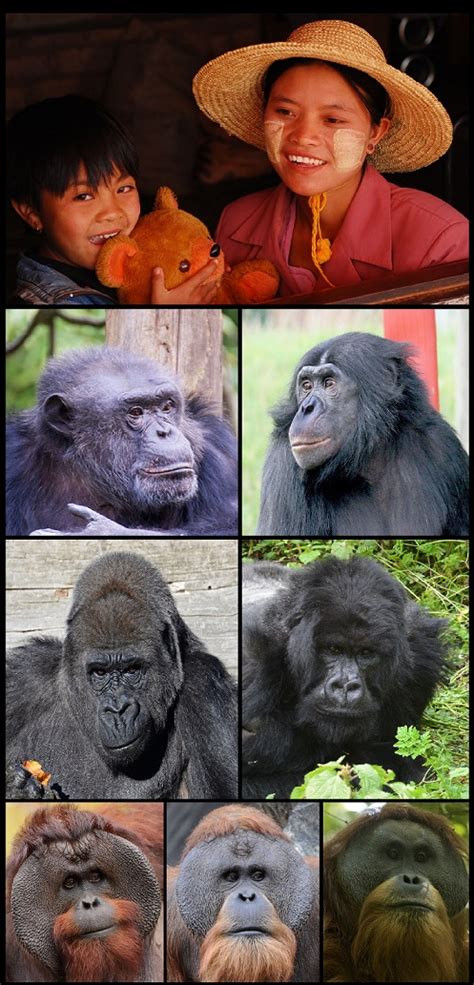 Hominidae Wikipedia