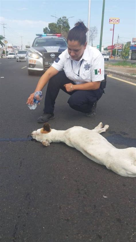 Agentes de tránsito auxilian a perrito atropellado en México y le dan