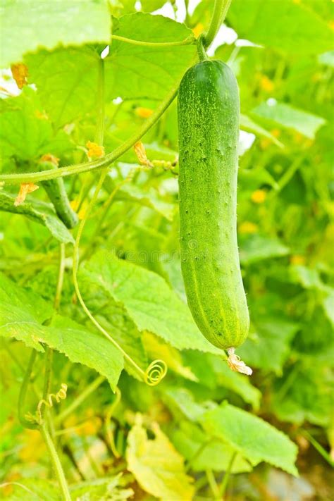 Cucumber On Tree Royalty Free Stock Images Image 26278529