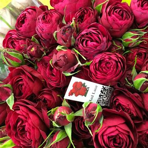 Spray Rose Red Lace
