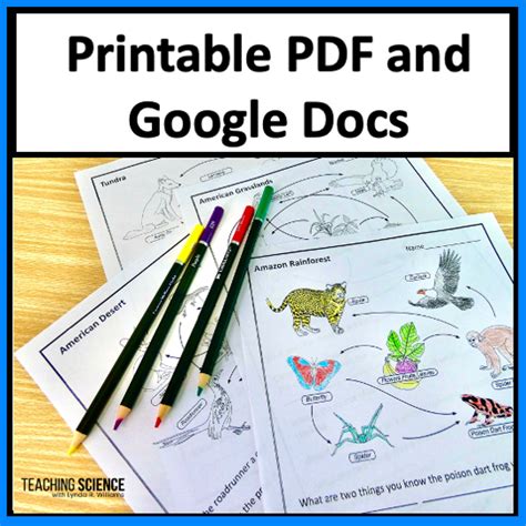 Food Web Worksheets