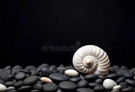 A White Spiral Seashell On A Bed Of Dark Pebbles Against A Dark