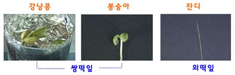 [식물의 뿌리] 실험 어떤 뿌리가 나올까