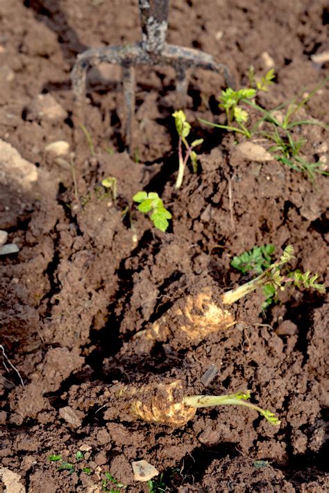 Tips For Sowing Parsnips