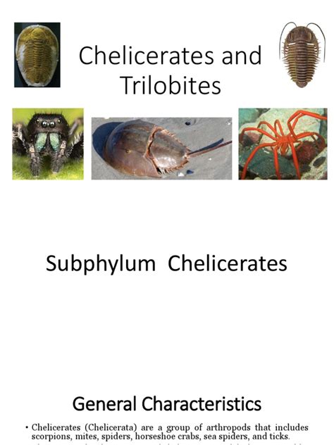 Trilobites Pdf Pdf Spider Arthropods