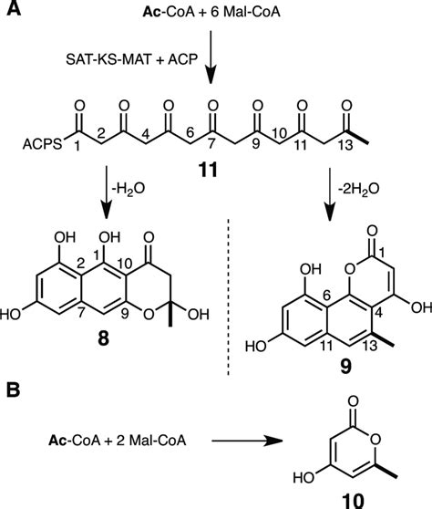 Analysis Of The Cercosporin Polyketide Synthase Ctb1 Reveals A New Fungal Thioesterase Function