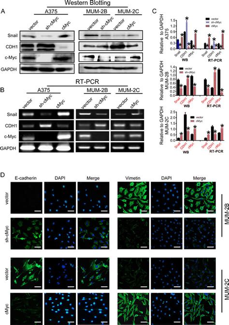 The Influence Of C Myc In Emt Related Index Expression A And B Download Scientific Diagram