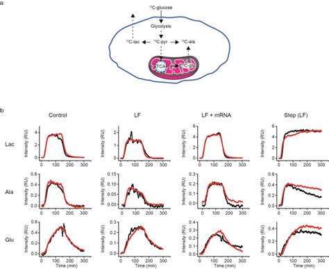 Scaled Kinetic Flux Profiles Of Metabolites In Hek 293t Cells A