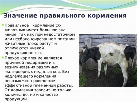 Презентация на тему "Основы кормления сельскохозяйственных животных ...