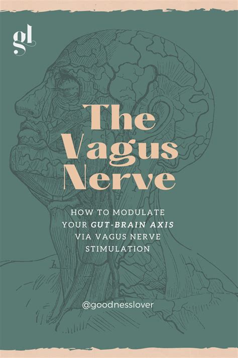 How To Modulate Your Gut Brain Axis Via The Vagus Nerve Artofit