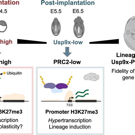 Usp9x Is A PRC2 Deubiquitinase A CNN Western Blots For Suz12 And Ezh2