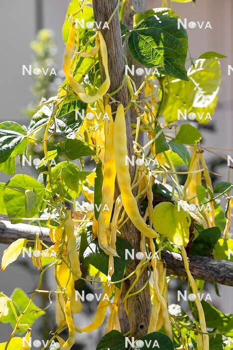 Phaseolus Vulgaris