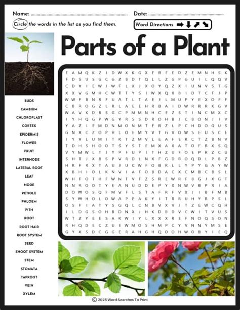 Parts Of A Plant Word Search Root Stem Leaf Flower Seed Etc