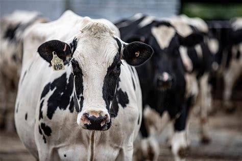 Holstein Cow Facts American Dairy Association North E