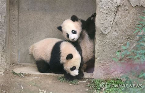 모든 게 신기해요…생후 6개월 된 에버랜드 쌍둥이 판다 공개 연합뉴스