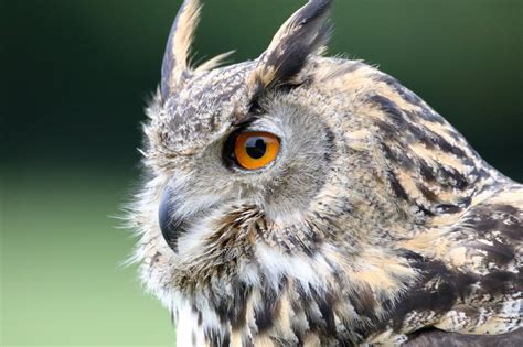 Free Images Wing Night Wildlife Portrait Beak Predator Feather