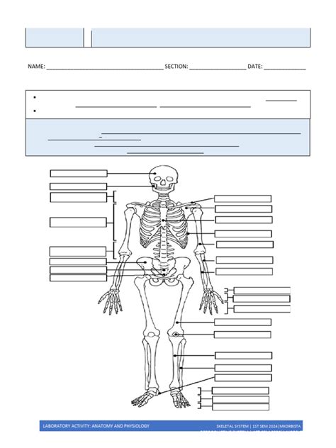 Laboratory Activity 5 - Skeletal System | PDF