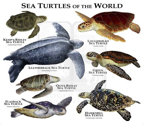 There Are 6 Types Of Sea Turtles Found In The United States Nature Blog Network