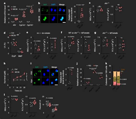 tumor cell released kynurenine biases mep differentiation into