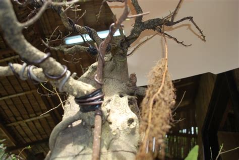 My Ents Tree From Lord Of The Rings Page