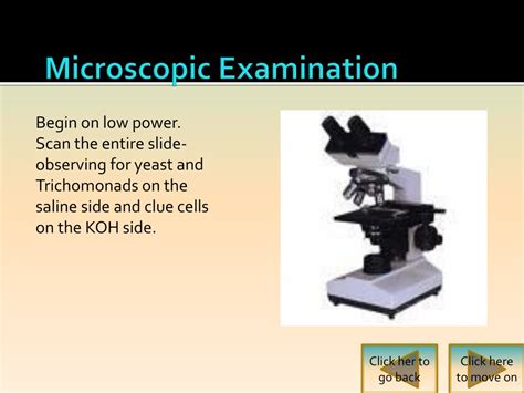 PPT Vaginal PH And Wet Mount Testing PowerPoint Presentation Free Download ID 1444178