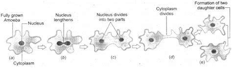 How Do Organisms Reproduce Class 10 Extra Questions With Answers