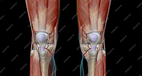 Premium Photo Popliteal Lymph Nodes Are Deep Structures Encountered