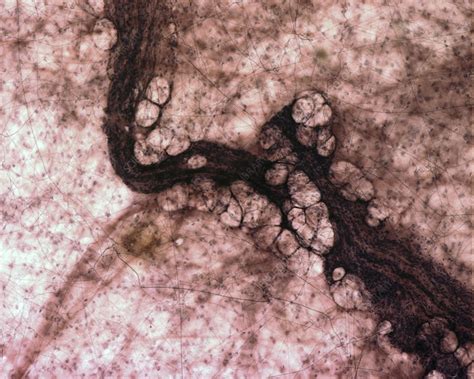 Areolar Loose Connective Tissue Light Micrograph Stock Image C046