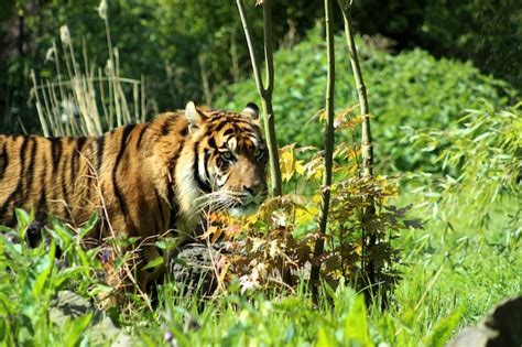 Premium Photo Tiger In Grass