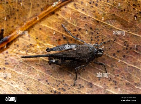 Pygmy Grasshopper Pseudosystolederus Sikorai Vohimana Madagascar
