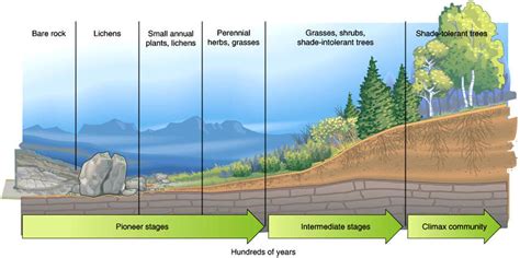 Ecological Succession Notes Introduction To Apes