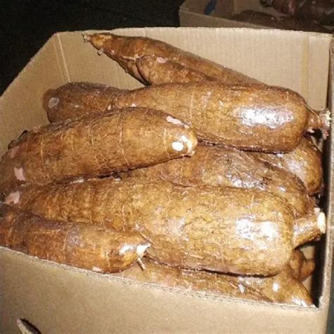 Fresh Cassavafresh Cassava Root Cassava Best Price Buy Fresh