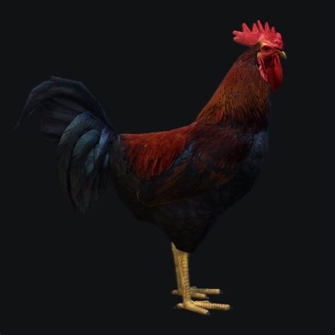 Rooster 3d Model 49 3ds Fbx Obj Max Free3d