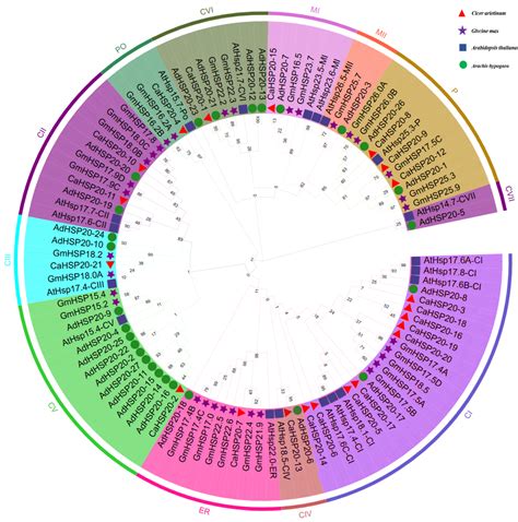 Genome Wide Identification And Expression Analysis Of Heat Shock