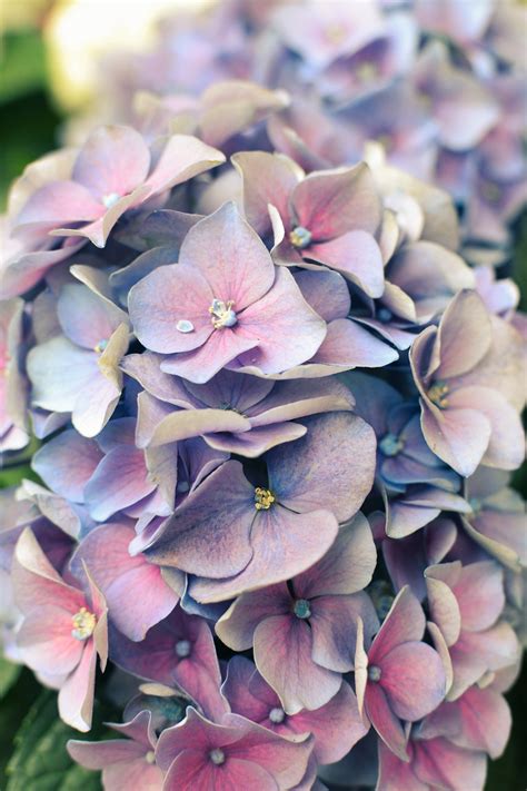 Hydrangea Violet Flowers Plant Free Photo On Pixabay